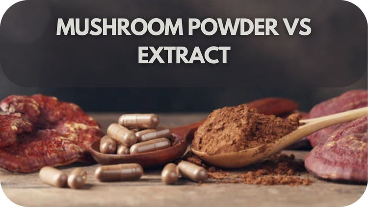 Mushroom Powder vs Extract: Benefits & Which Is Best for You? – Xotic ...
