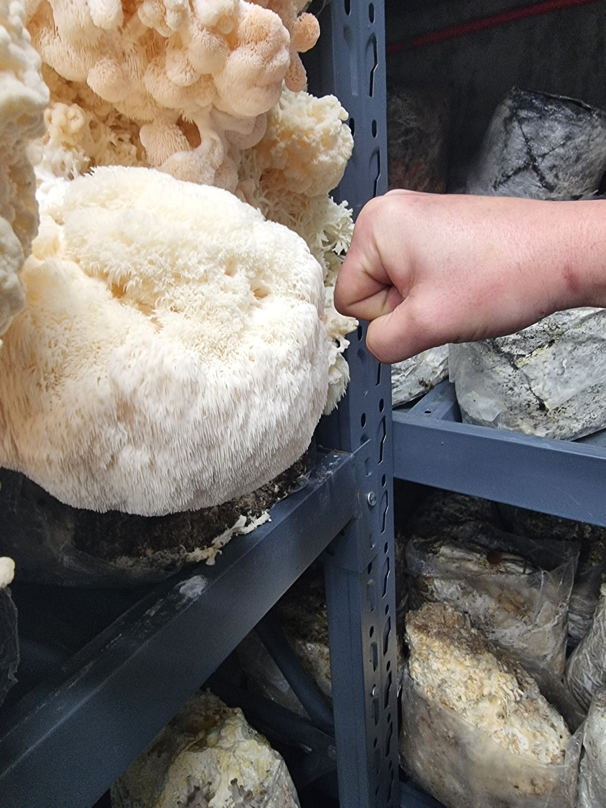 Lion’s Mane Organic Freeze-dried Powder | Xotic Mushrooms