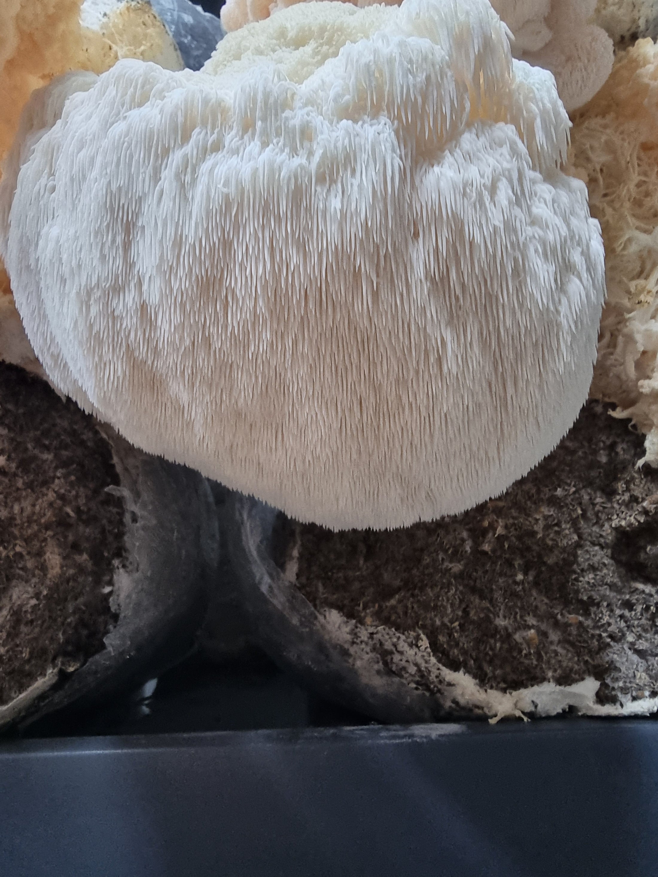 Lion’s Mane Mushrooms and Eye Health: Can They Protect Your Vision ...