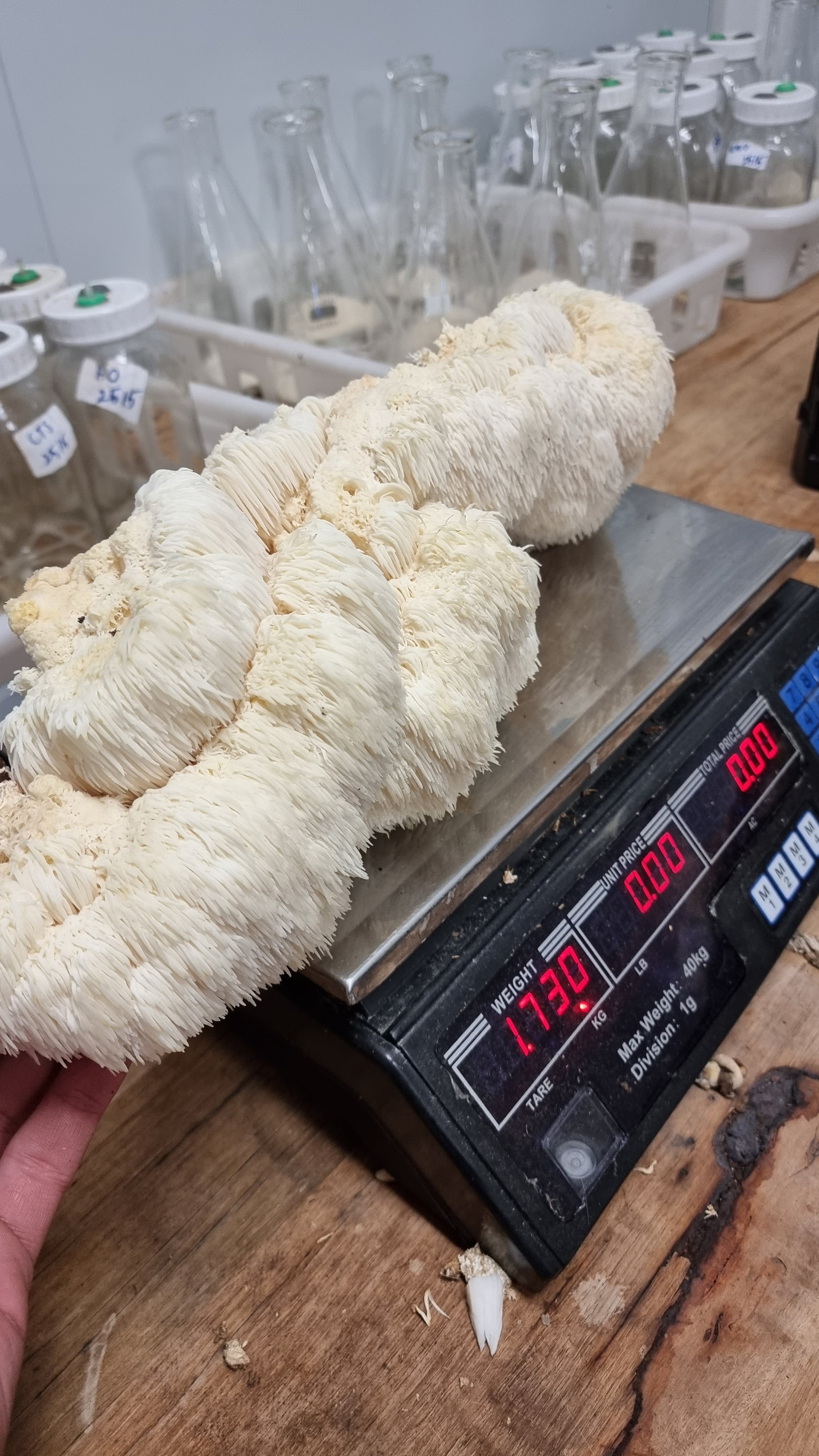 Lion’s Mane Mushrooms and Eye Health: Can They Protect Your Vision ...