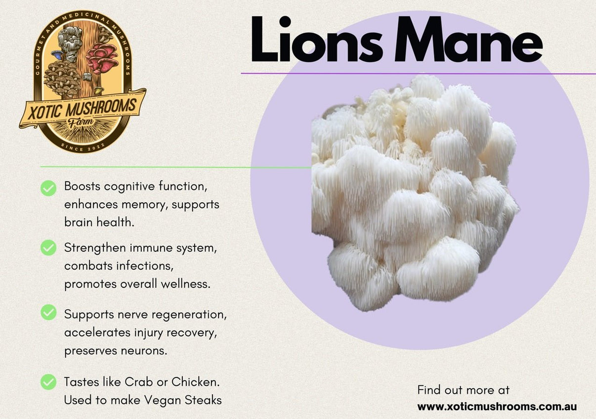 Lion's Mane - 1kg Organic | Australian Grown – Xotic Mushrooms